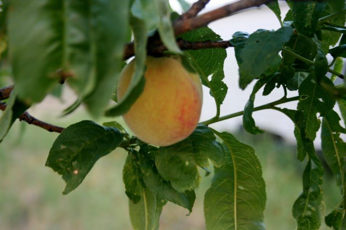 One Peach Wonder – Quilt Therapy